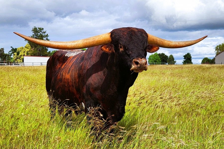 Horseshoe B Longhorns, Registered Texas Longhorns in Australia